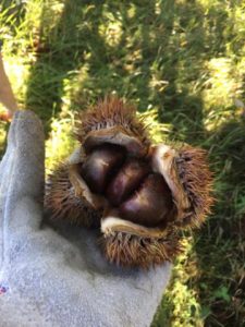 FAQs - Chestnut Ridge Farms