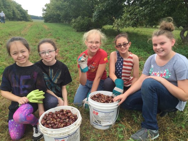 Chestnut Ridge Farms | Buy Fresh Chestnuts | We Sell Chestnuts